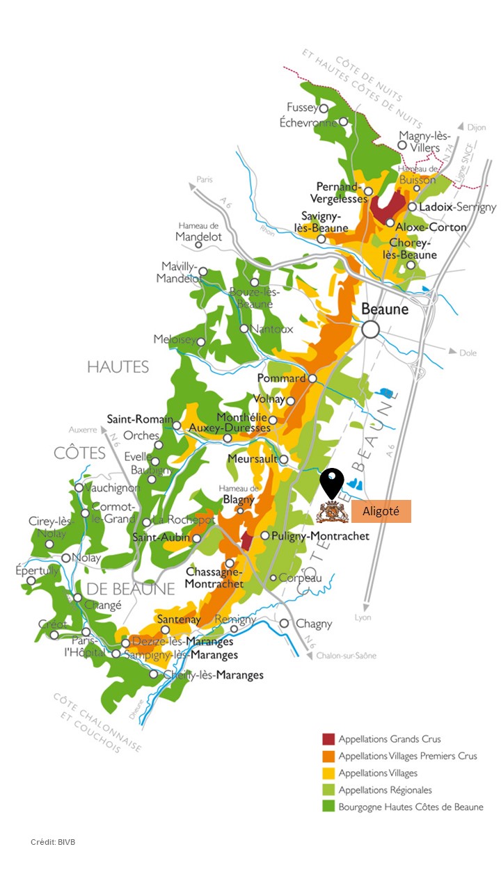 Aligoté IGP Vieilles Vignes IGP Sainte-Marie-La-Blanche - Herve Kerlann ...